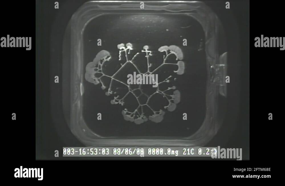 1990s: A slide under a microscope shows plant cell growth. A researcher ...