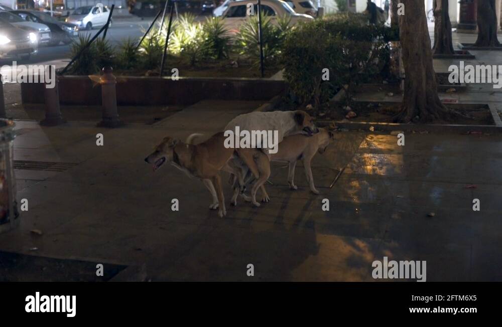 3 street dogs mating, stuck in position, nighttime, New Delhi, India ...