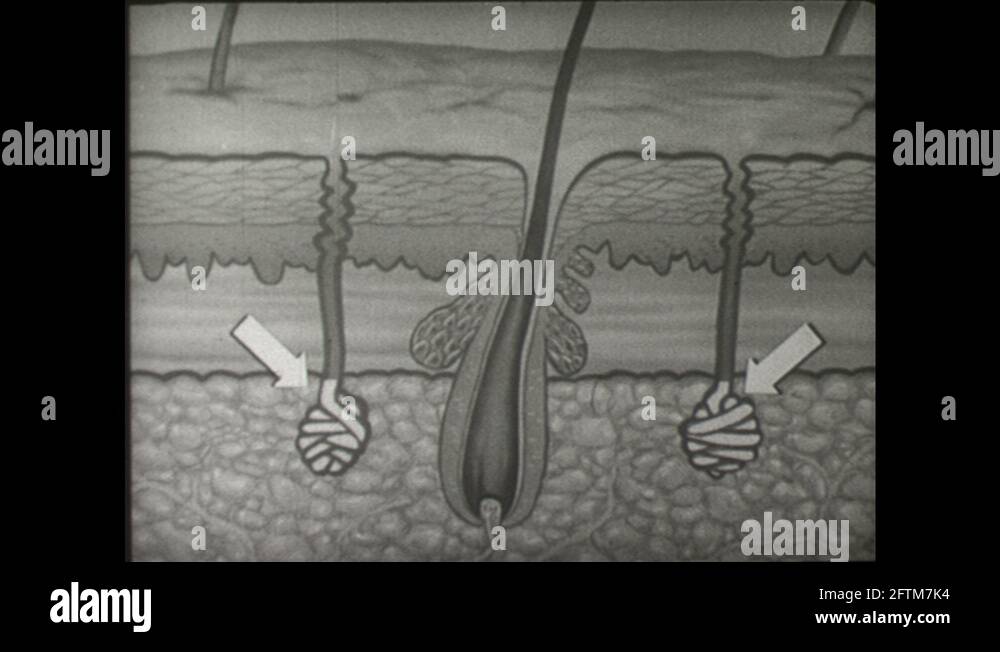 1950s: The anatomy and physiology of the sweat gland is described Stock ...