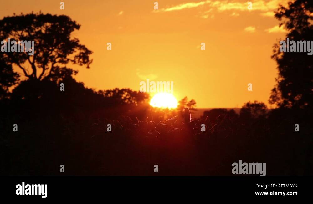 Setting maize Stock Videos & Footage - HD and 4K Video Clips - Alamy