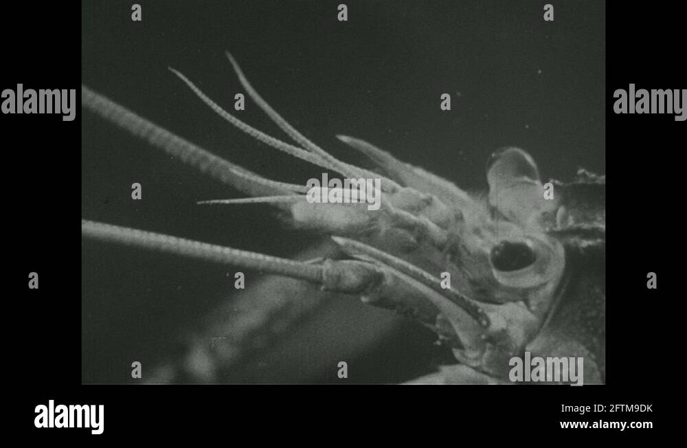 1940s – Crayfish. Drawing of inside of crayfish Stock Video Footage - Alamy