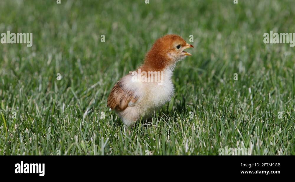 Chicken grass Stock Videos & Footage - HD and 4K Video Clips - Alamy