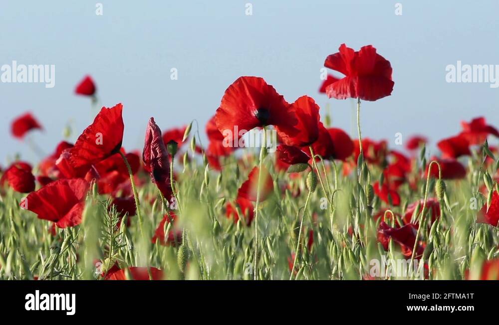 Poppy Field Makes fantastic WW1 and WW2 background Stock Video Footage ...