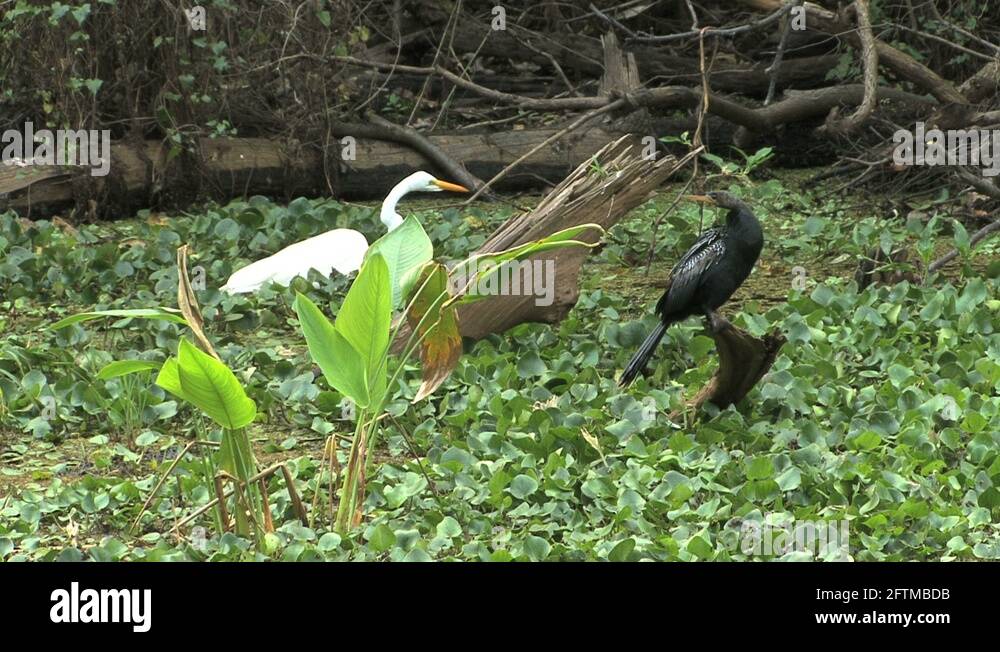 Swamp birds Stock Videos & Footage - HD and 4K Video Clips - Alamy
