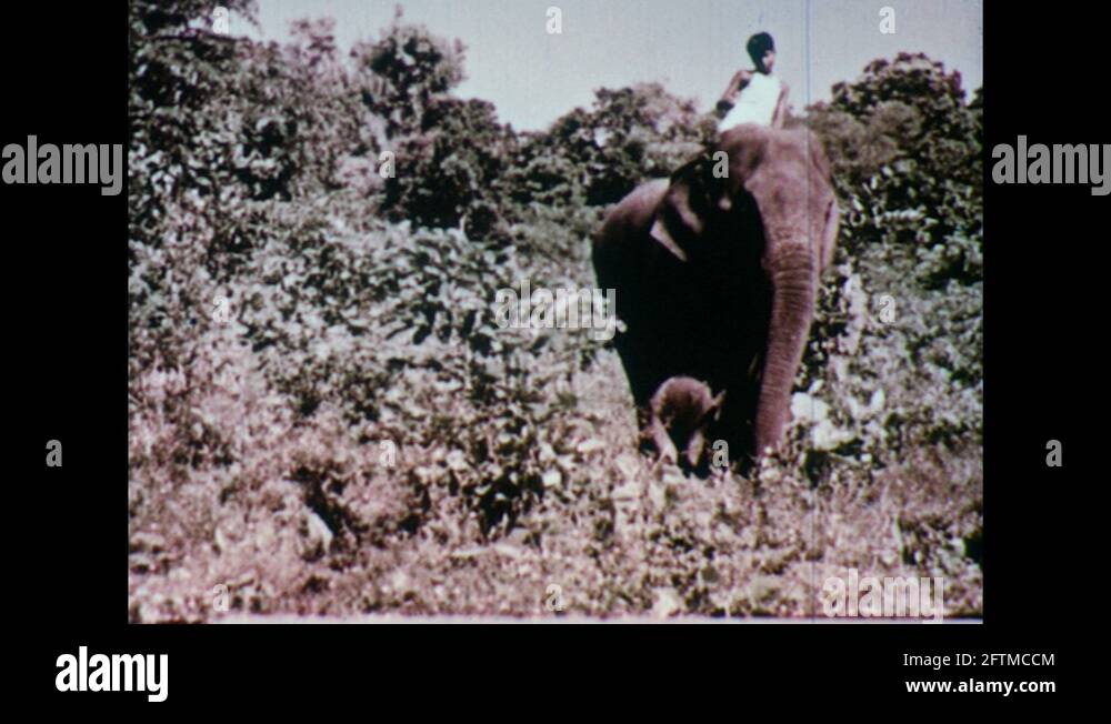 Elephant back rides Stock Videos & Footage - HD and 4K Video Clips - Alamy