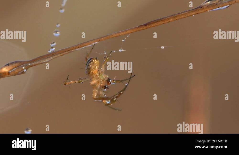 Spider grooming Stock Videos & Footage - HD and 4K Video Clips - Alamy