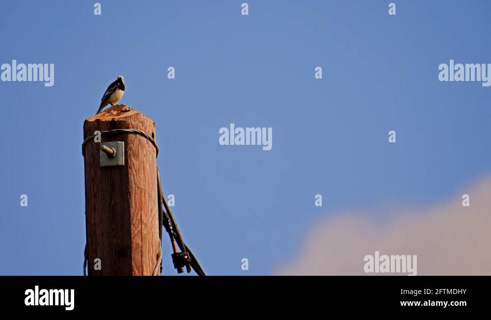 Birds on telegraph pole Stock Videos & Footage - HD and 4K Video Clips ...