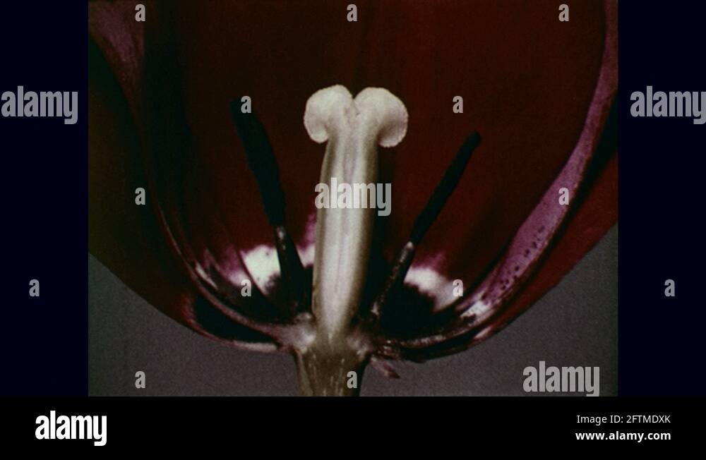 Style and ovary Stock Videos & Footage - HD and 4K Video Clips - Alamy