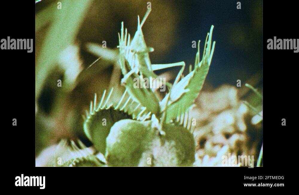Insect on venus flytrap Stock Videos & Footage - HD and 4K Video Clips ...