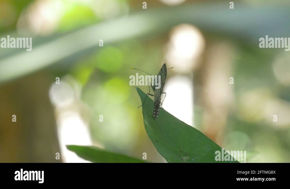Translucent wing Stock Videos & Footage - HD and 4K Video Clips - Alamy