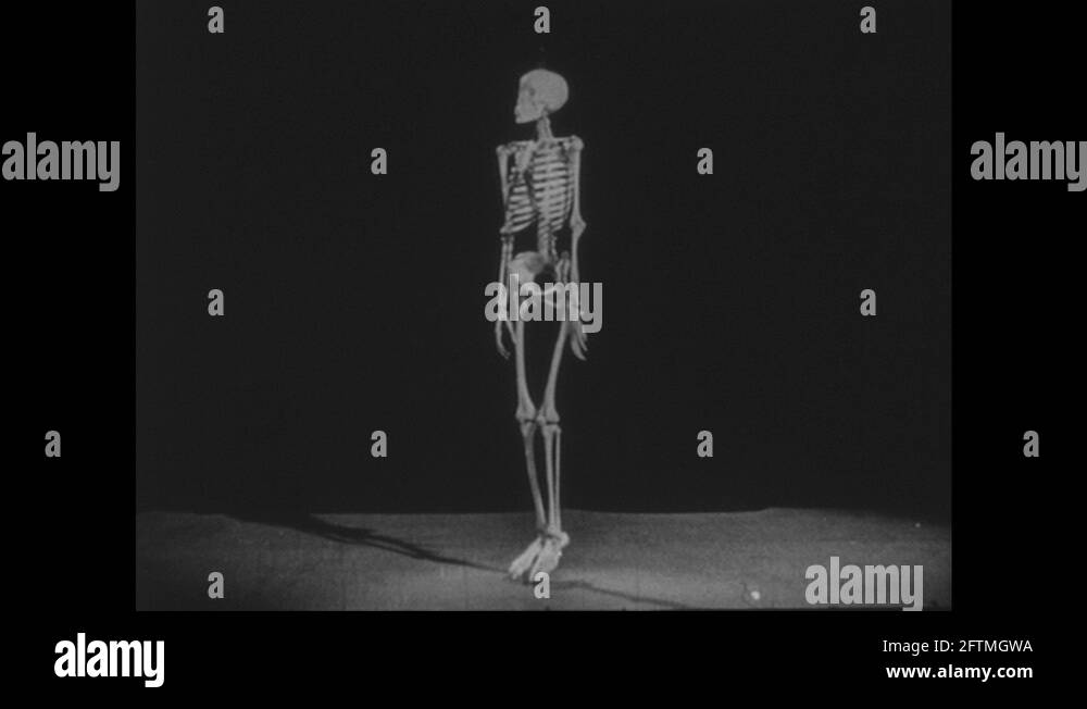 Full body skeleton Stock Videos & Footage - HD and 4K Video Clips - Alamy