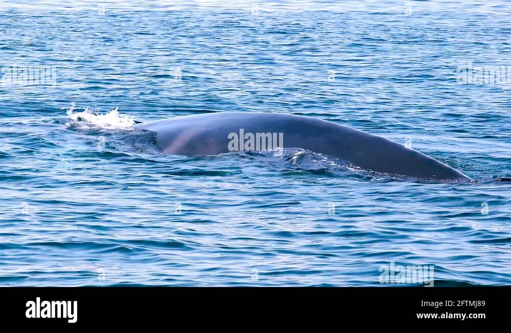 Big blue whale Stock Videos & Footage - HD and 4K Video Clips - Alamy