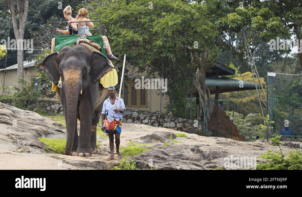 Happy Tourists Riding an Elephant near Habarana, Sri Lanka. 1080p video ...