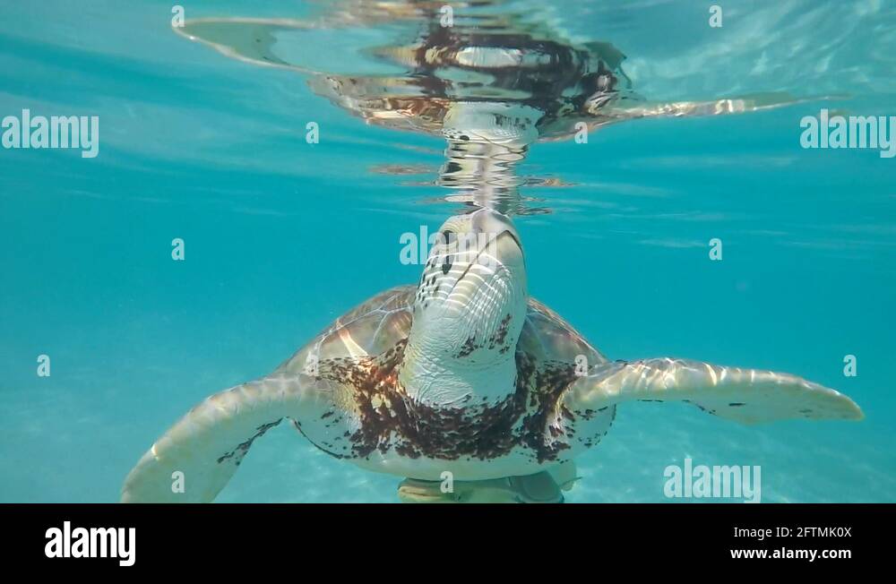 Green sea turtle breathing Stock Videos & Footage - HD and 4K Video ...