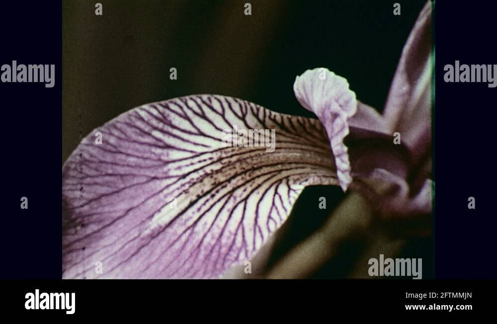 Iris life cycle Stock Videos & Footage - HD and 4K Video Clips - Alamy