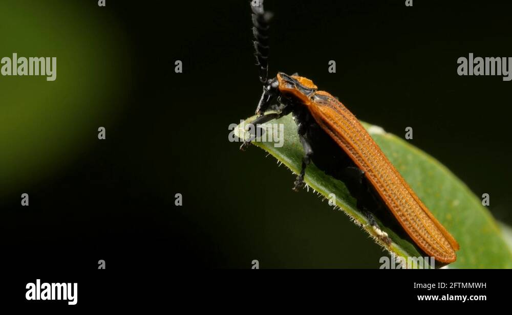 Long nose bug Stock Videos & Footage - HD and 4K Video Clips - Alamy