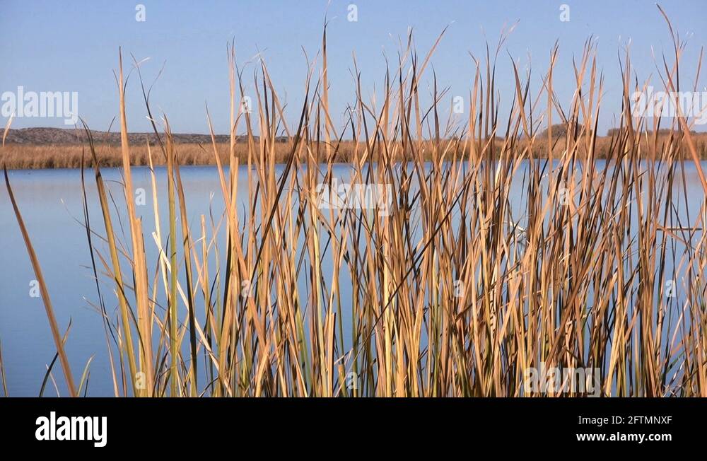 Marsh grass Stock Videos & Footage - HD and 4K Video Clips - Alamy