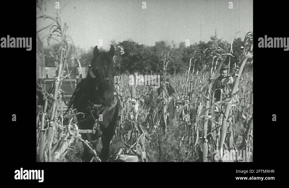 Packed corn Stock Videos & Footage - HD and 4K Video Clips - Alamy