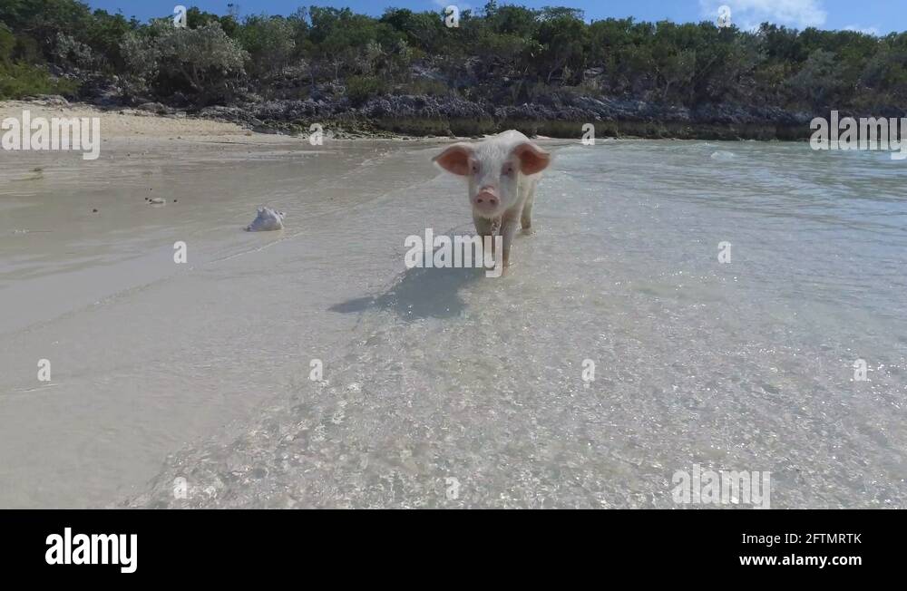 Gimp Stock Videos & Footage - HD and 4K Video Clips - Alamy