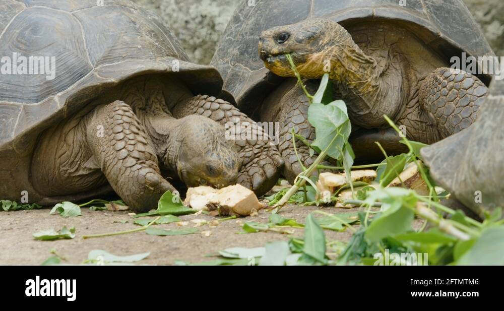 Aggressive tortoise Stock Videos & Footage - HD and 4K Video Clips - Alamy