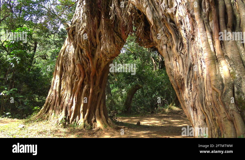 Unique tree - the arch on the slope of mount Meru Stock Video Footage ...
