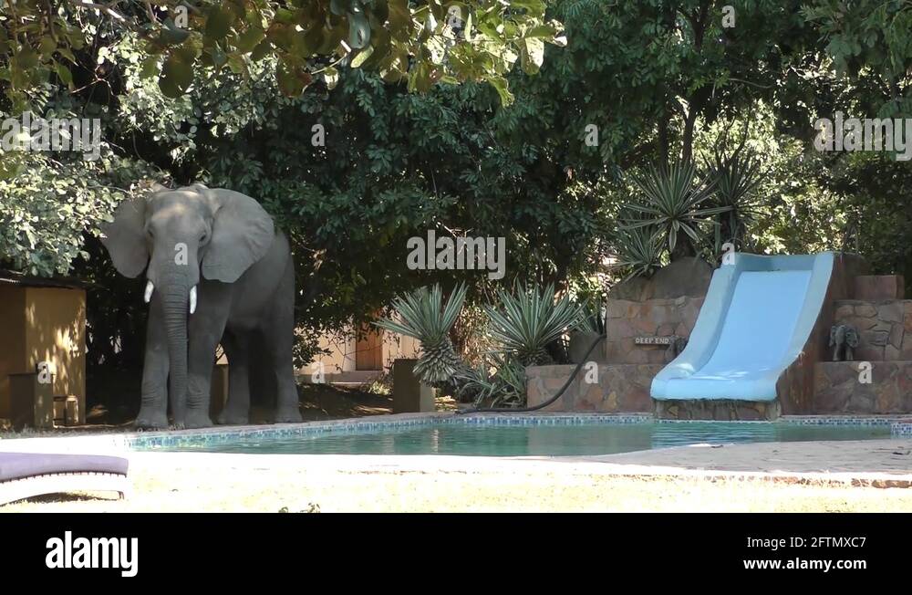 An elephant stands next to a pool, flaps its ears and swinging its ...