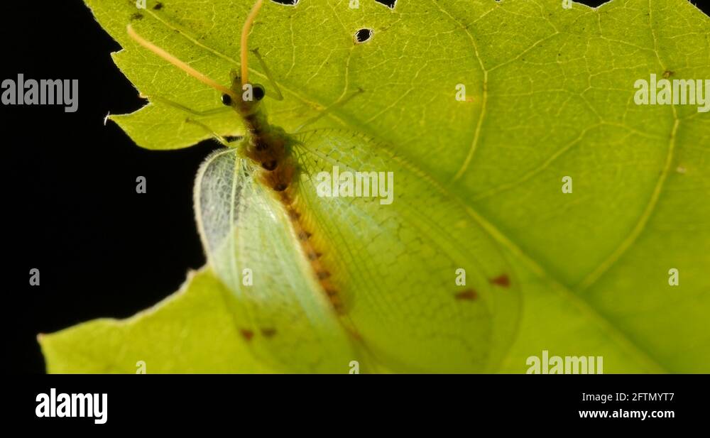 Insect management Stock Videos & Footage - HD and 4K Video Clips - Alamy