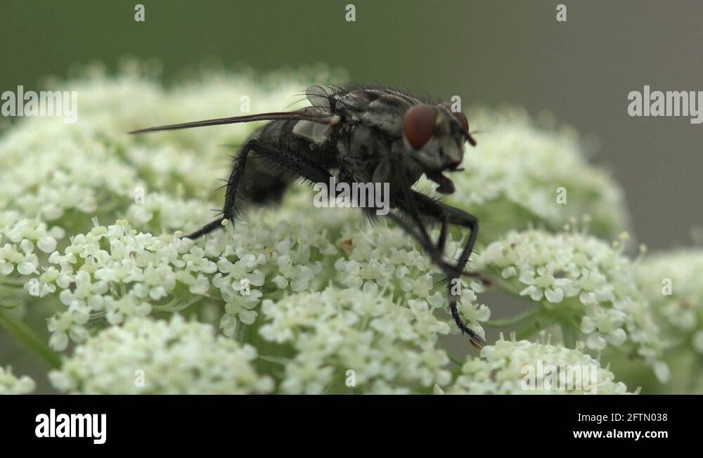 Insect with 8 legs Stock Videos & Footage - HD and 4K Video Clips - Alamy