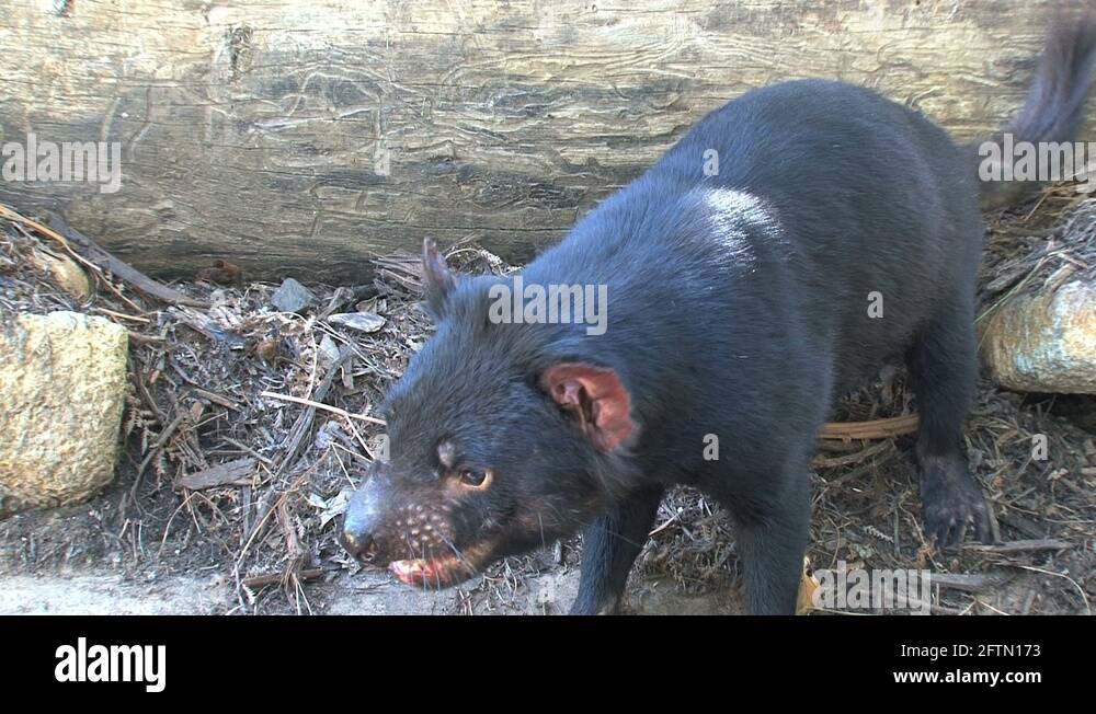 Tasmanian Devil with sound Stock Video Footage - Alamy