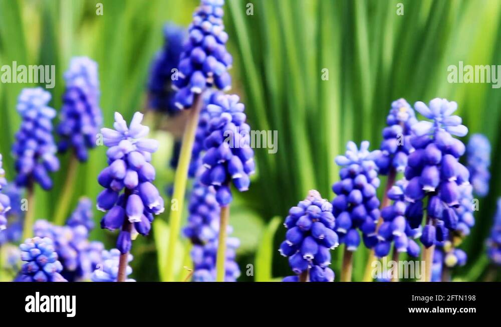 Bulbous plants bulbous plants Stock Videos & Footage - HD and 4K Video ...