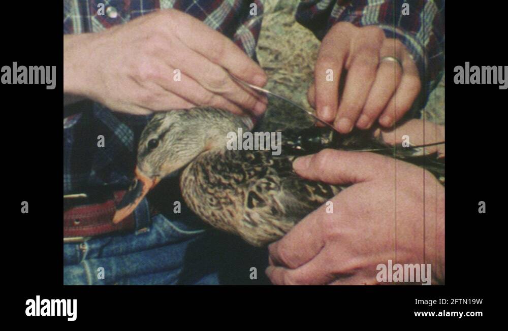 Duck migration Stock Videos & Footage - HD and 4K Video Clips - Alamy