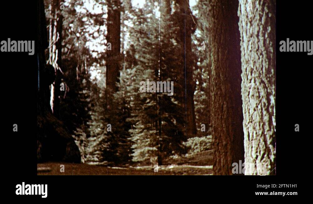 1950s: Trees in the forest/ Deer running/ Birds flying/ Birds land in ...