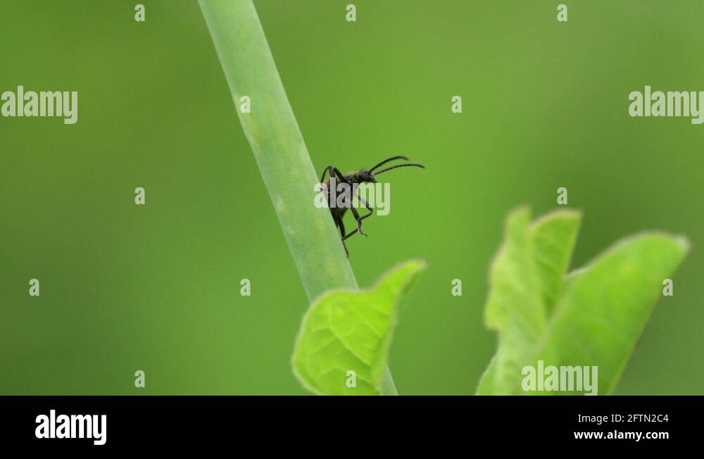 Sap-sucking insect in Hemipteran Pentatomidae Coreidae beetle sitt in ...