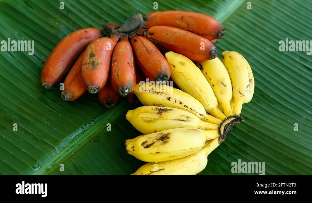 Red bananas and Yellow bananas - Rare species of bananas. Bunch of red ...