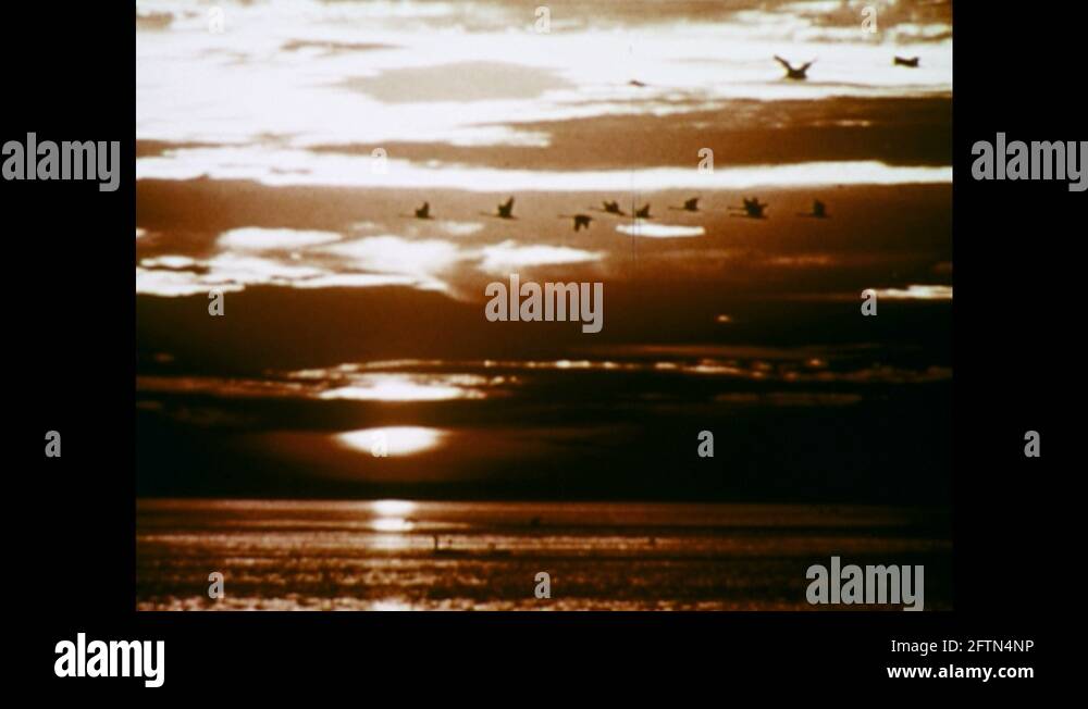 Planet earth birds Stock Videos & Footage - HD and 4K Video Clips - Alamy