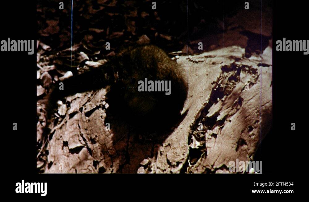 Possums Stock Videos & Footage - HD and 4K Video Clips - Alamy