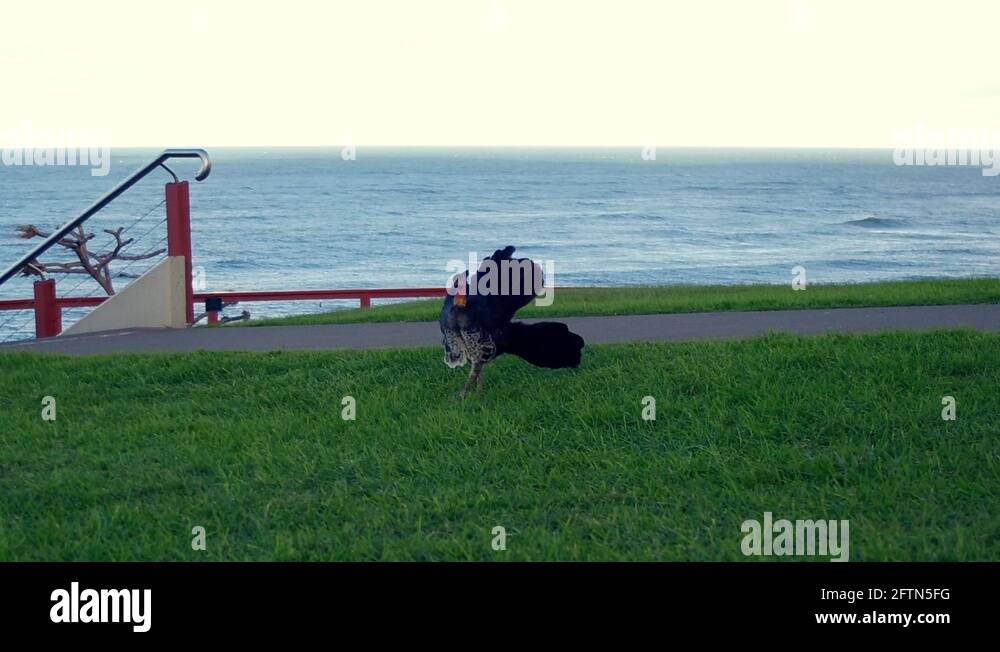 Colours of turkey Stock Videos & Footage - HD and 4K Video Clips - Alamy