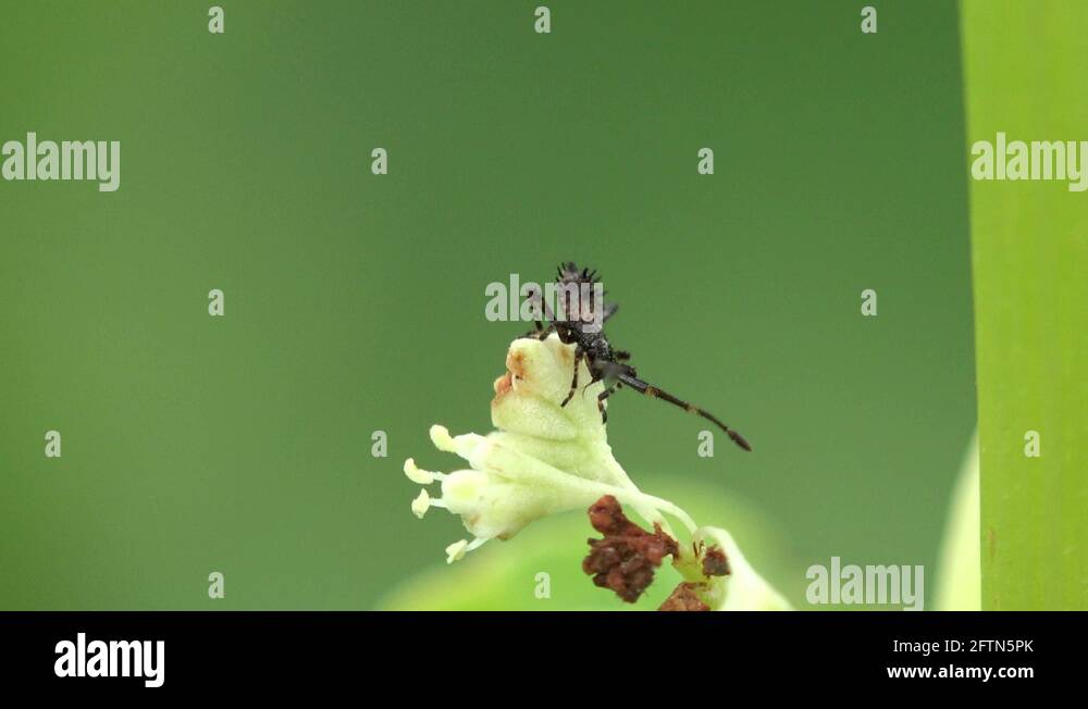 Sap-sucking insect in Hemipteran Pentatomidae Coreidae beetle sitt in ...