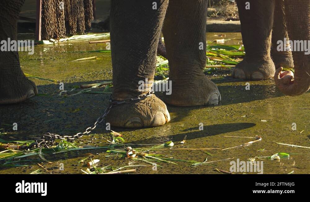 Elephant with Passenger Platform, Tied by a Chain in Vietnam Stock ...