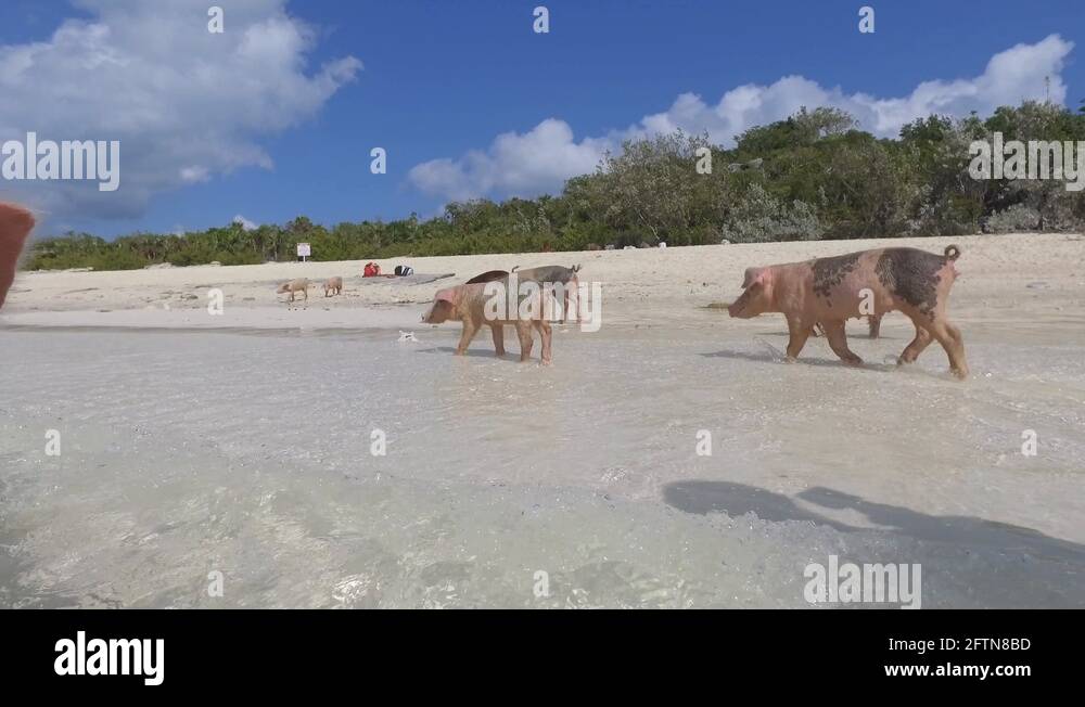 Pig beach the bahamas Stock Videos & Footage - HD and 4K Video Clips ...