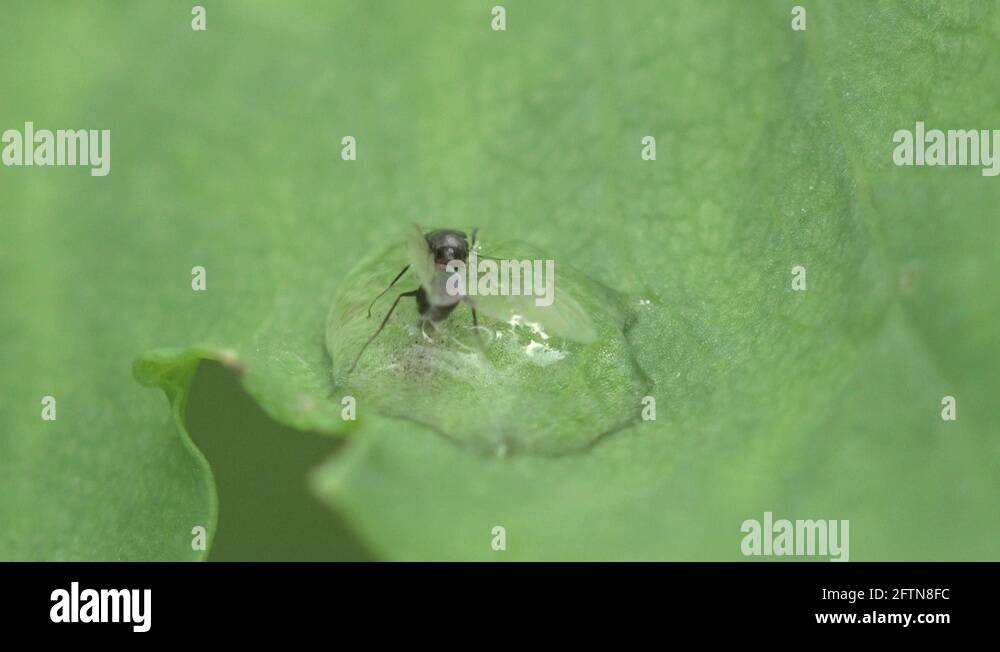 insect female queen ant was caught in drop of rain on green leaf 4k ...