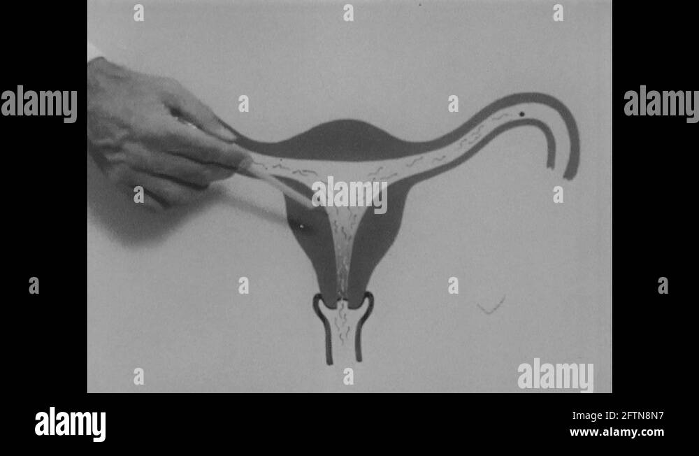 Human reproduction diagram Stock Videos & Footage - HD and 4K Video ...