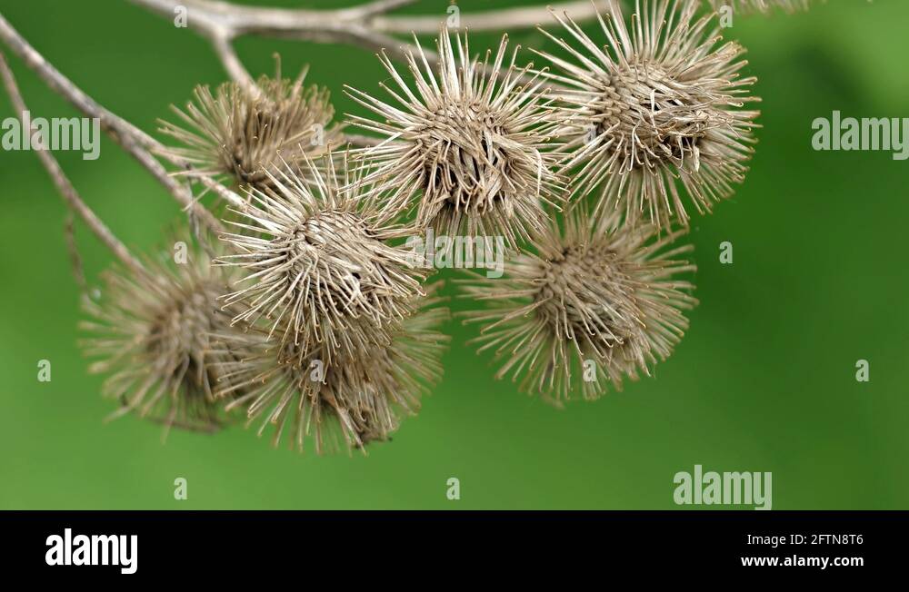 Burs from plants Stock Videos & Footage - HD and 4K Video Clips - Alamy