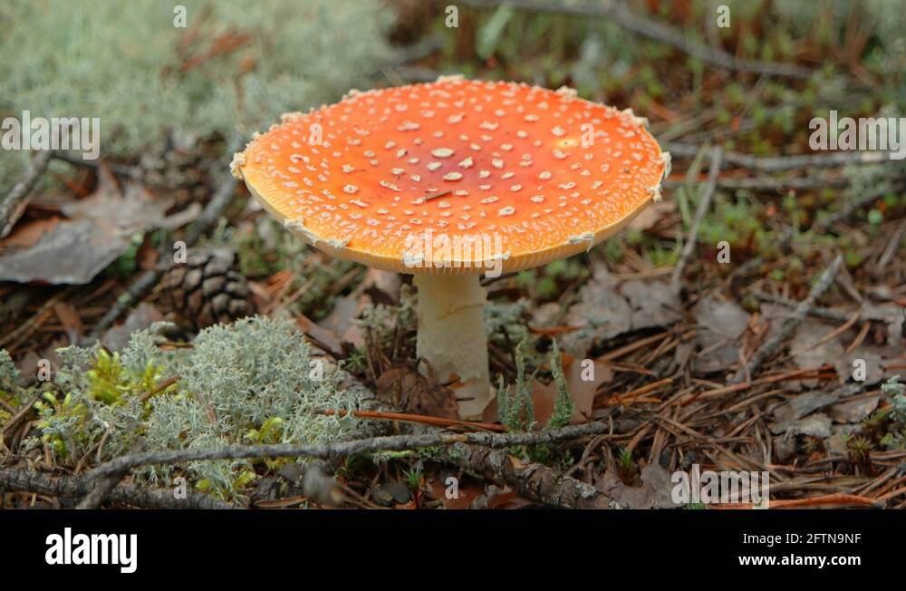 Mushroom habitat Stock Videos & Footage - HD and 4K Video Clips - Alamy