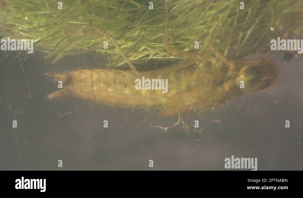 Anax imperator larvae Stock Videos & Footage - HD and 4K Video Clips ...