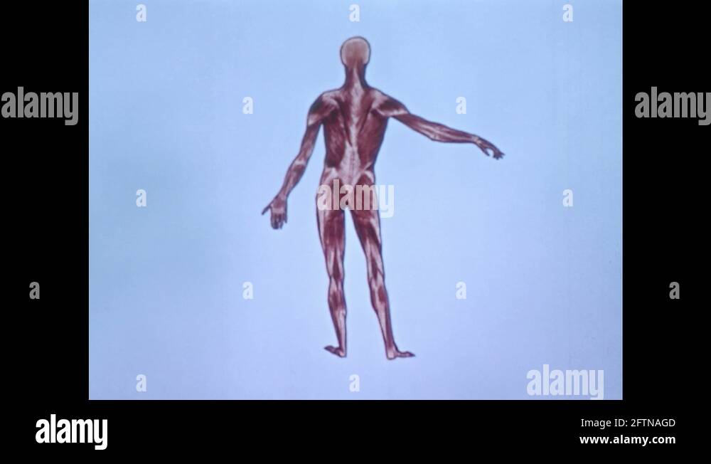 1970s: Animation of human body, muscular system / Side view of skeleton ...