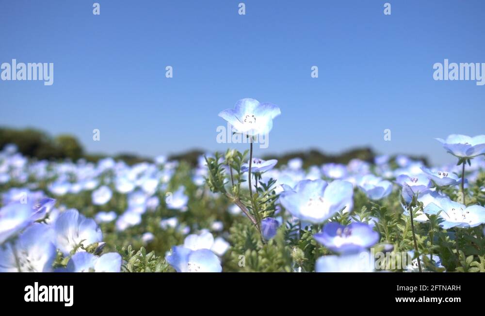 Only one flower Stock Videos & Footage - HD and 4K Video Clips - Alamy