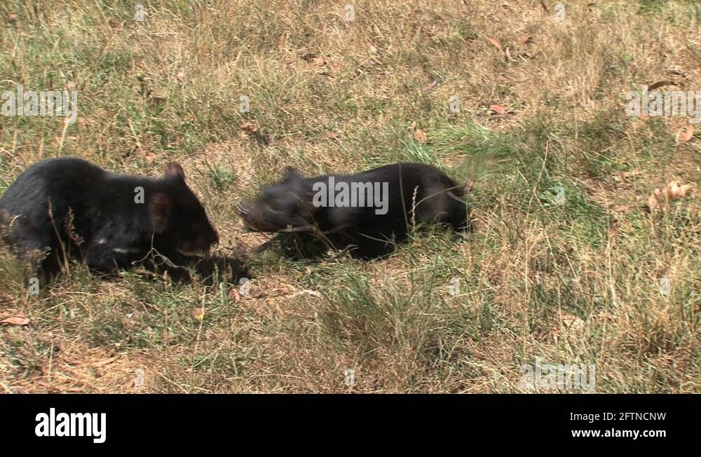 Devil fighting Stock Videos & Footage - HD and 4K Video Clips - Alamy
