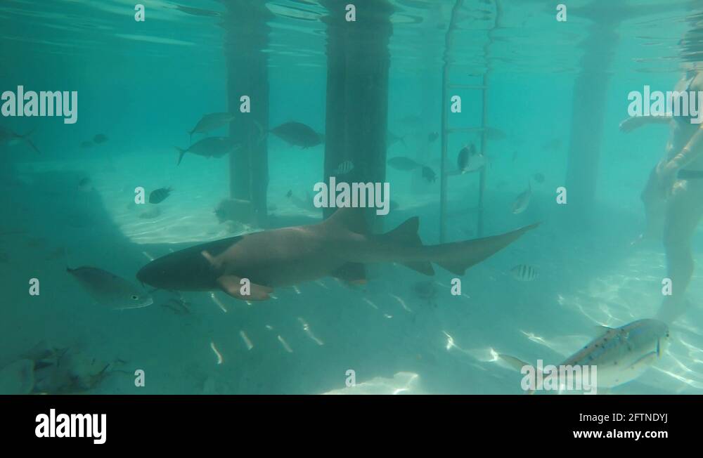 Apex fish Stock Videos & Footage - HD and 4K Video Clips - Alamy