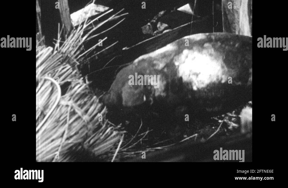 Pig puppet Stock Videos & Footage - HD and 4K Video Clips - Alamy